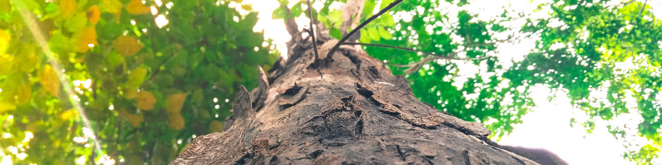 Tree Care Academy® - Aerial Lift Operations - Tree Care Industry ...