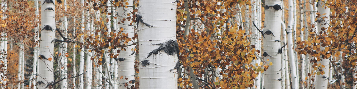 Tree Care Safety Specialist - Tree Care Industry Association, LLC.