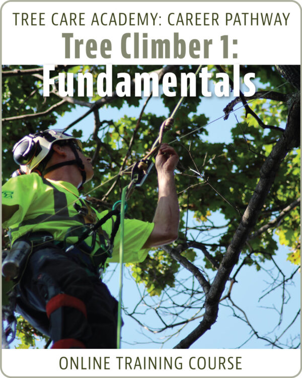 Tree Care Academy Tree Climber Specialist Tree Care Industry