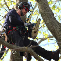 Tree Care Academy® - Tree Climber Specialist - Tree Care Industry ...