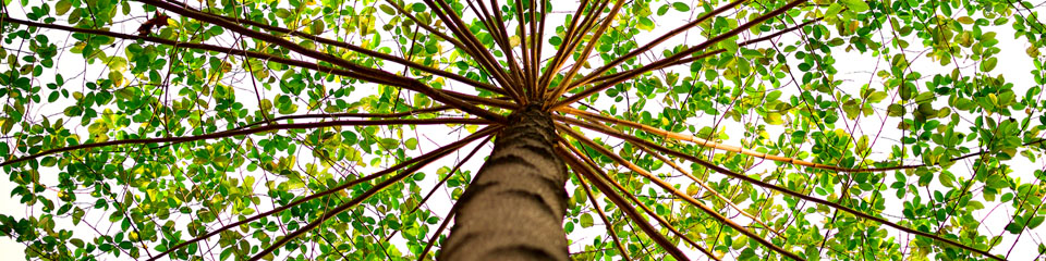 Tree Care Specialist - Tree Care Industry Association, LLC.