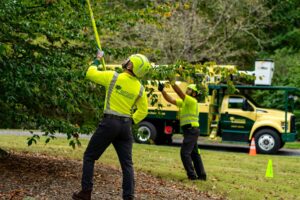 Free Training Workshops for Tree Care Professionals - Tree Care ...