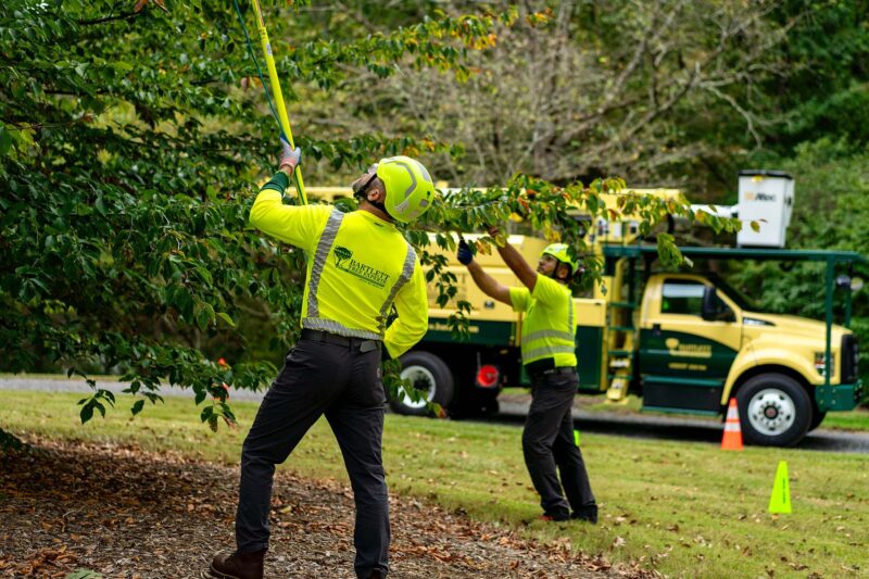Tree Care Services & Arborist Education by Tree Care Industry ...