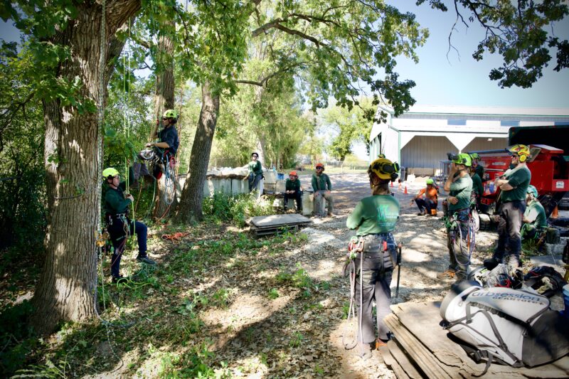 Tree Care Services & Arborist Education by Tree Care Industry ...